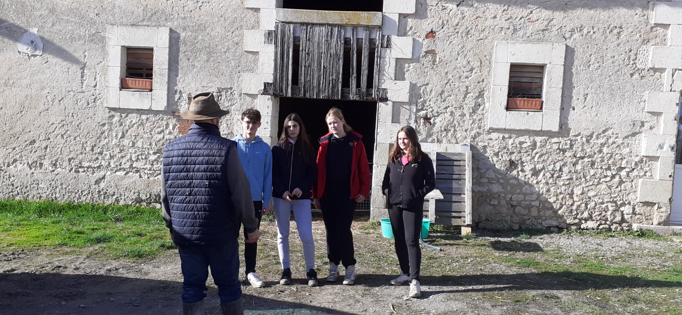 Immersion pratique dans l’élevage ovin : une visite aux Moutons de ...